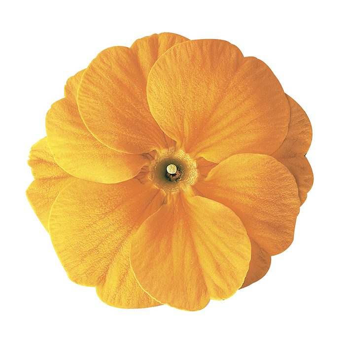 PRIMULA acaulis DANOVA F1 ORANGE YELLOW - Muller Seeds
